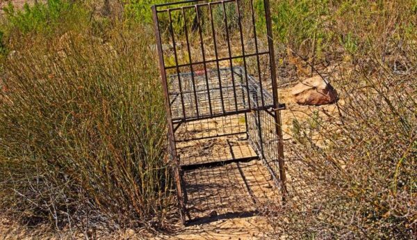 What Kills Lizards Instantly?