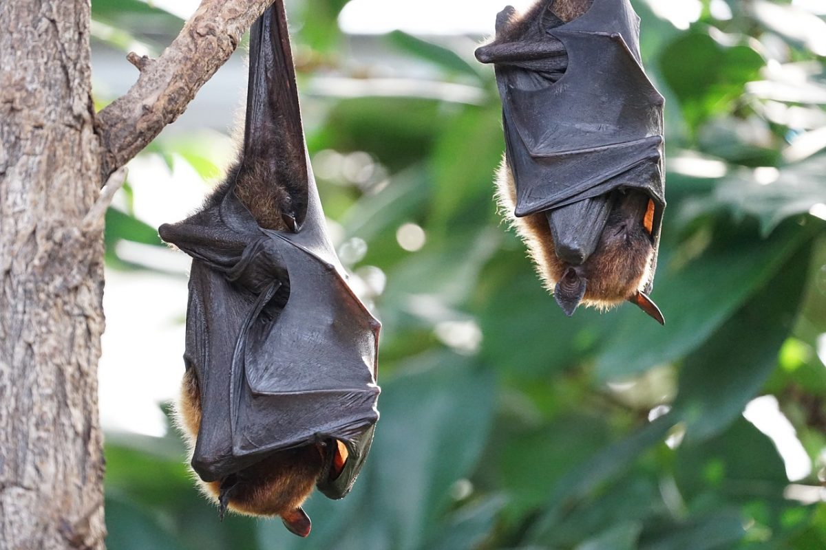 How Dangerous Are Bats?