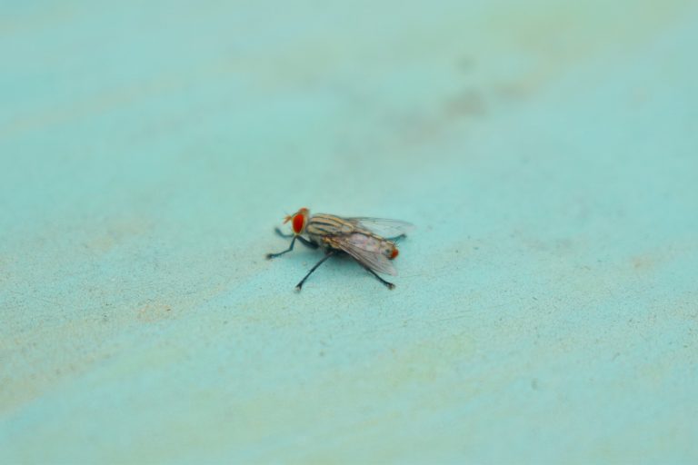 Why Do Flies Sleep On The Ceiling?