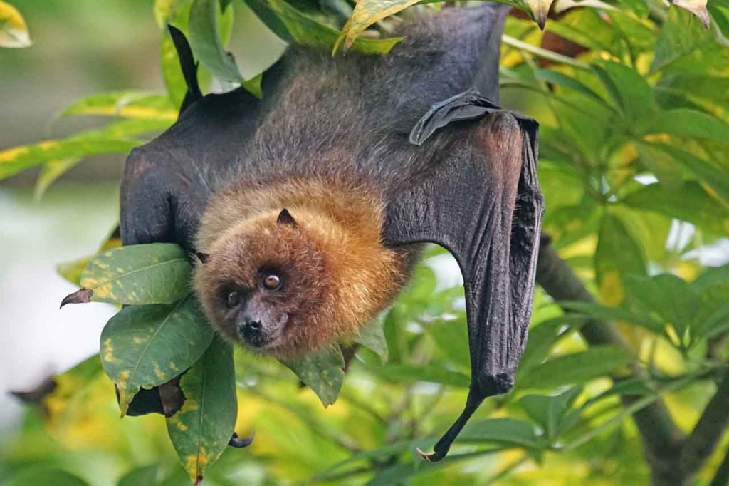 Flying Fox vs. Bats (What Are The Differences)