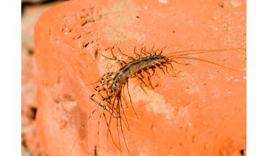 Can You Kill A Centipede With RAID?