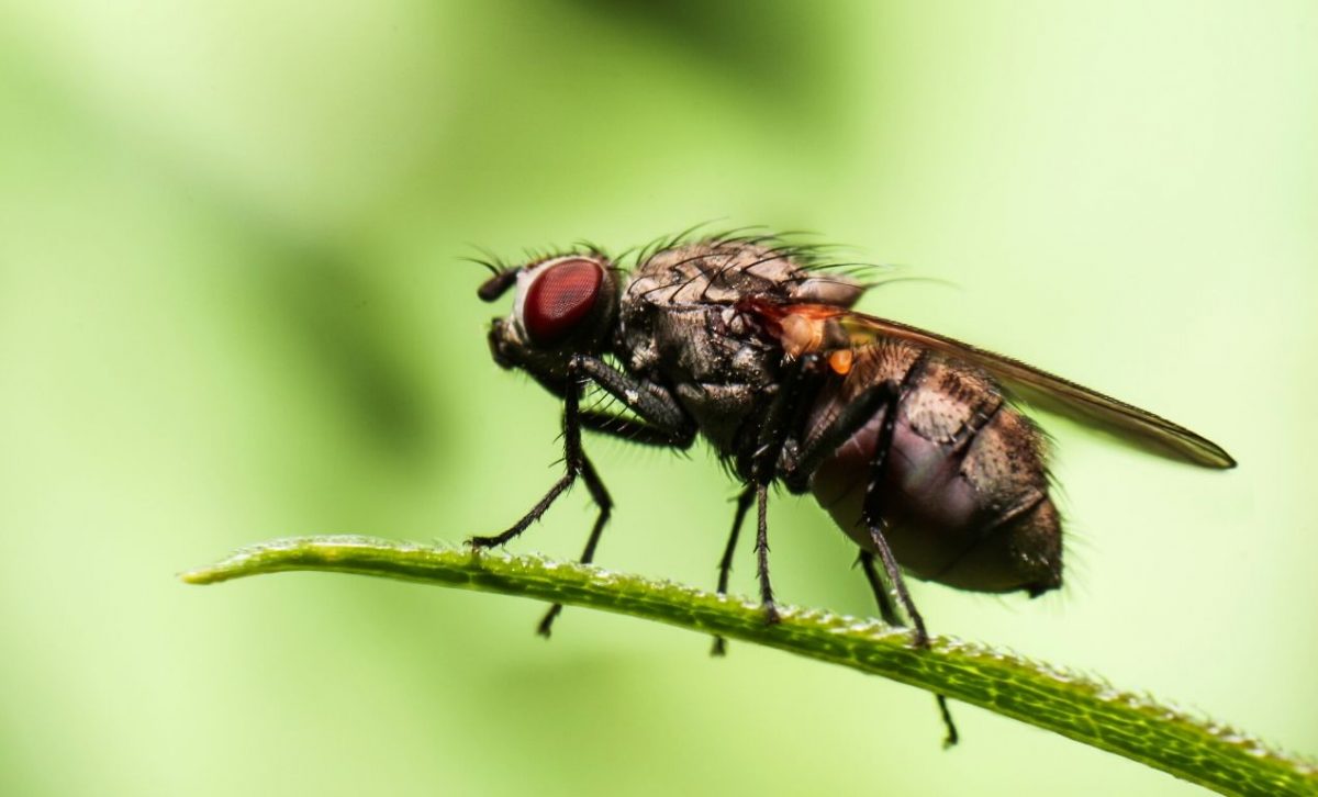 How Many Lenses Does A Fly Have?