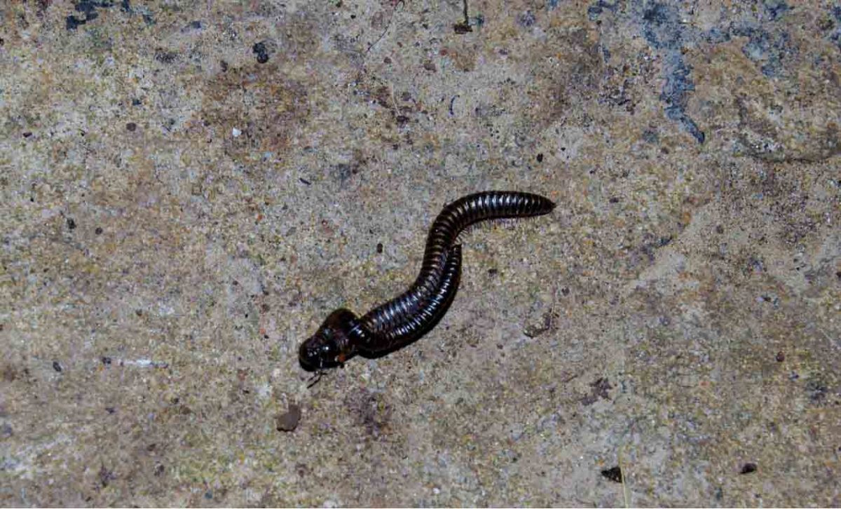 centipede reproduction real | Pest Removal Warrior