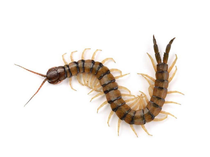 Centipede vs. Millipede (Differences, Comparisons And Facts)