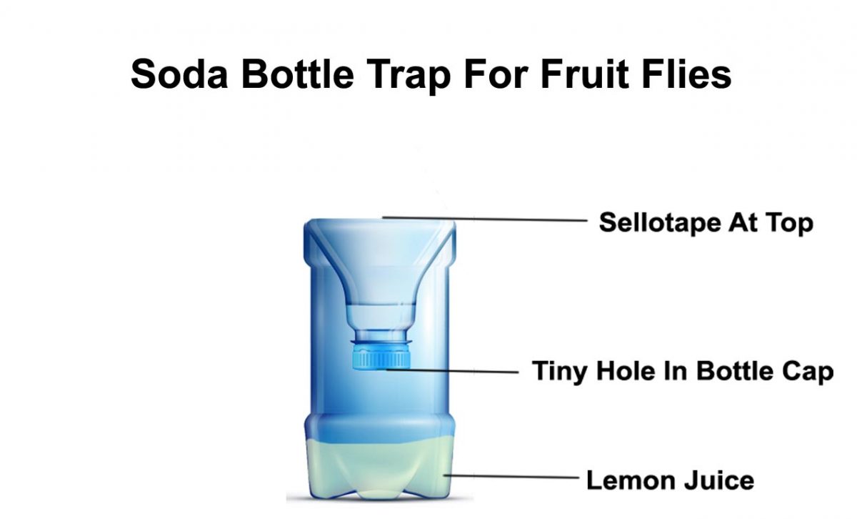 How To Get Rid Of Fruit Flies With Lemon?