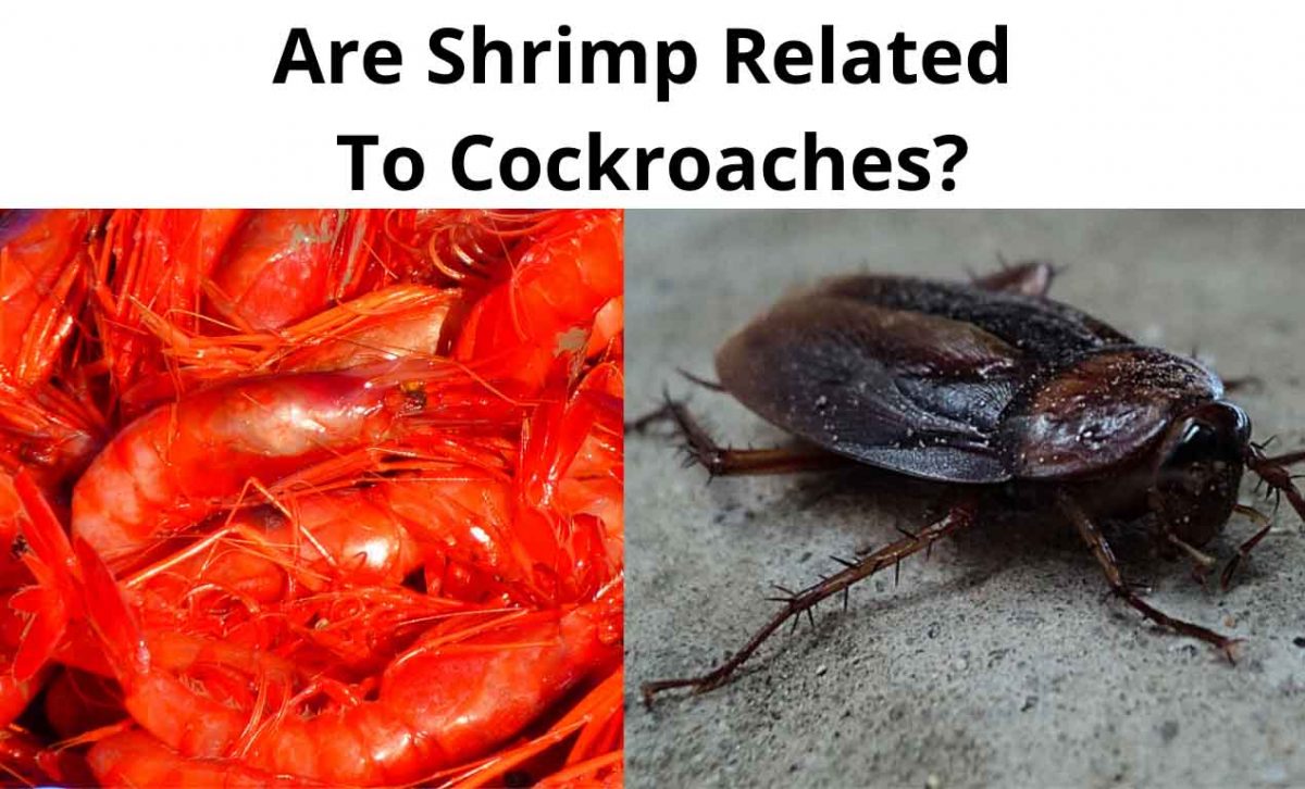 Are Shrimp Related To Cockroaches?