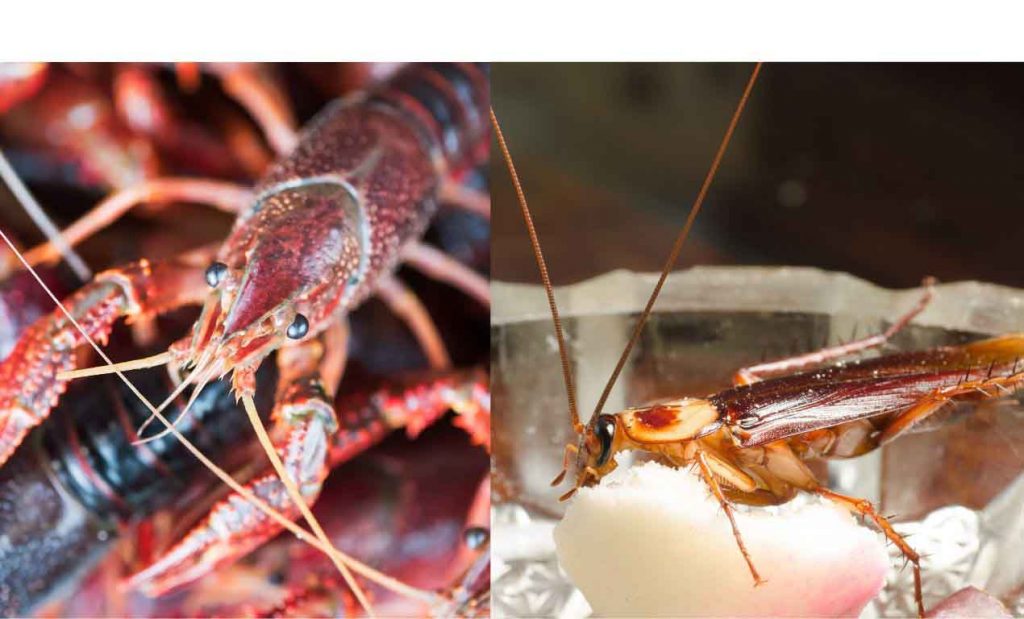 Are Shrimp Related To Cockroaches?