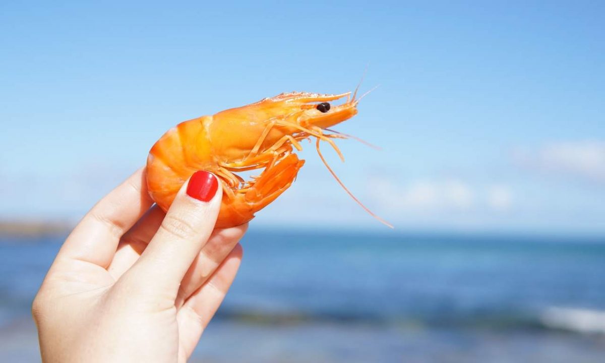 Are Shrimps Insects?