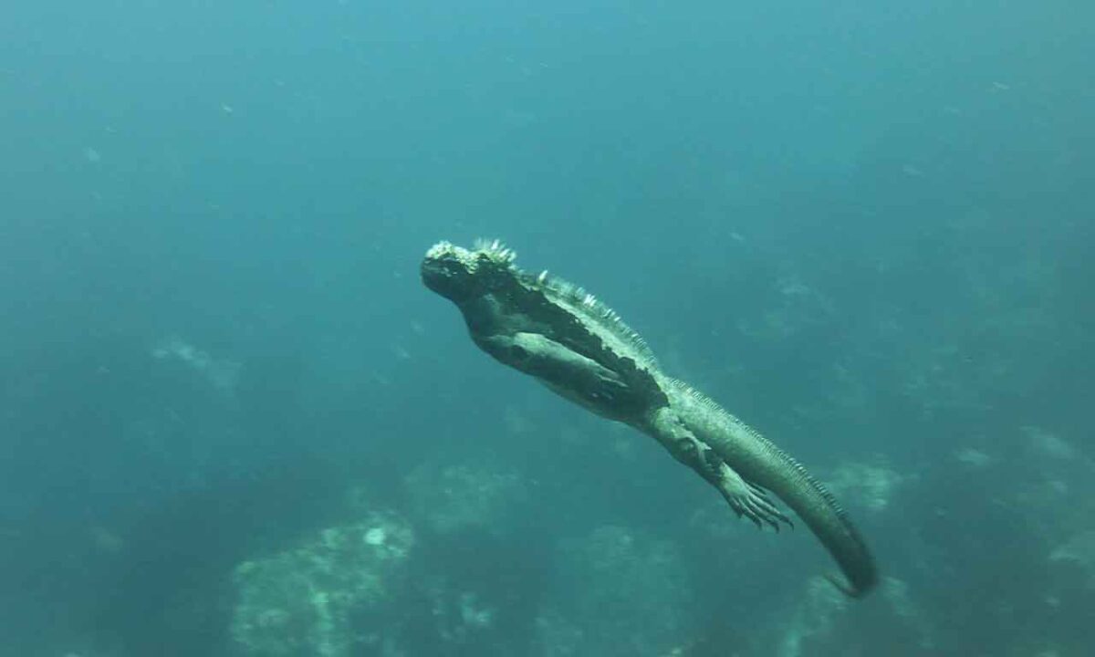 Can Lizard Eat Fish?