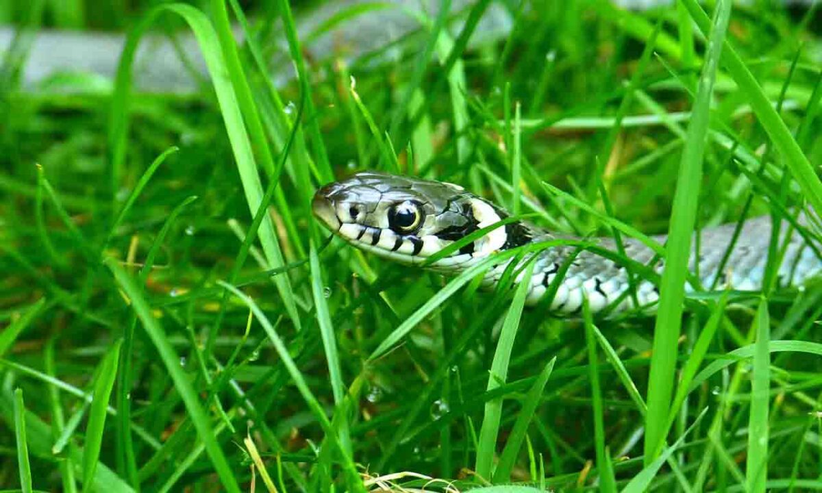 Cold-Blooded Animals List