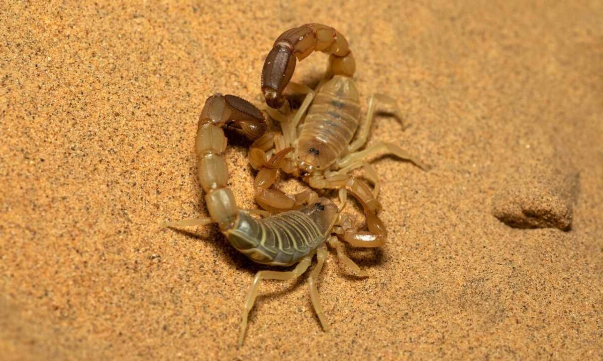 Why Scorpions Sting Themselves?