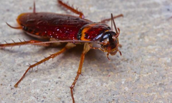 Why Is It Called Cockroach?