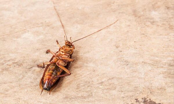 Why Do Cockroaches Randomly Die?