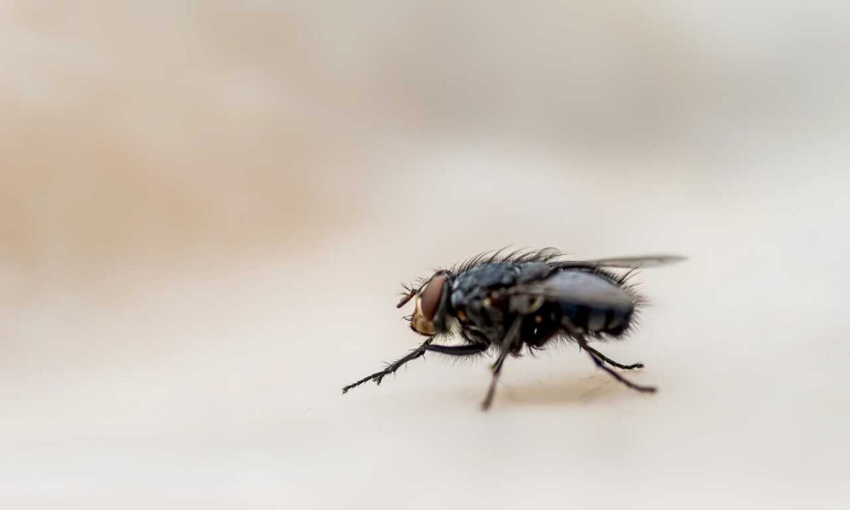 What Is Pyrethroid Insecticide?