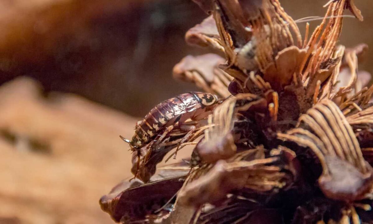 Wood Roach VS Cockroach