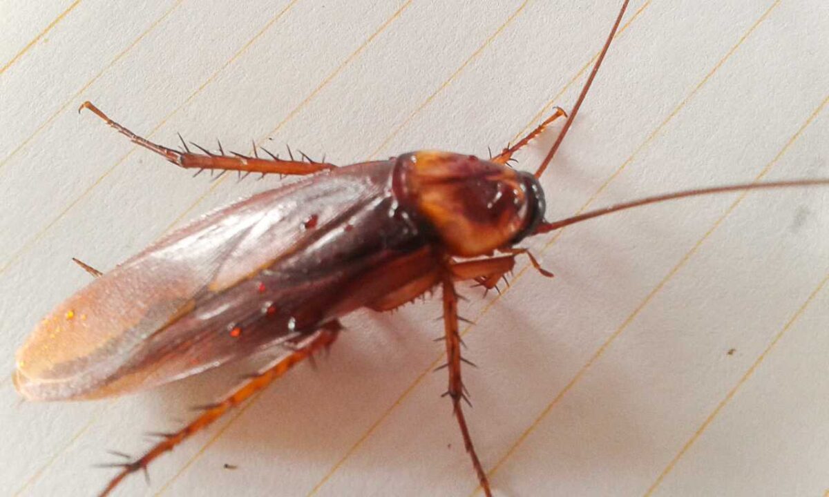 Do Cockroaches Jump Like Crickets?